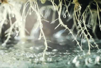 Hydroponic CBD cultivation: a revolution in the ca industry